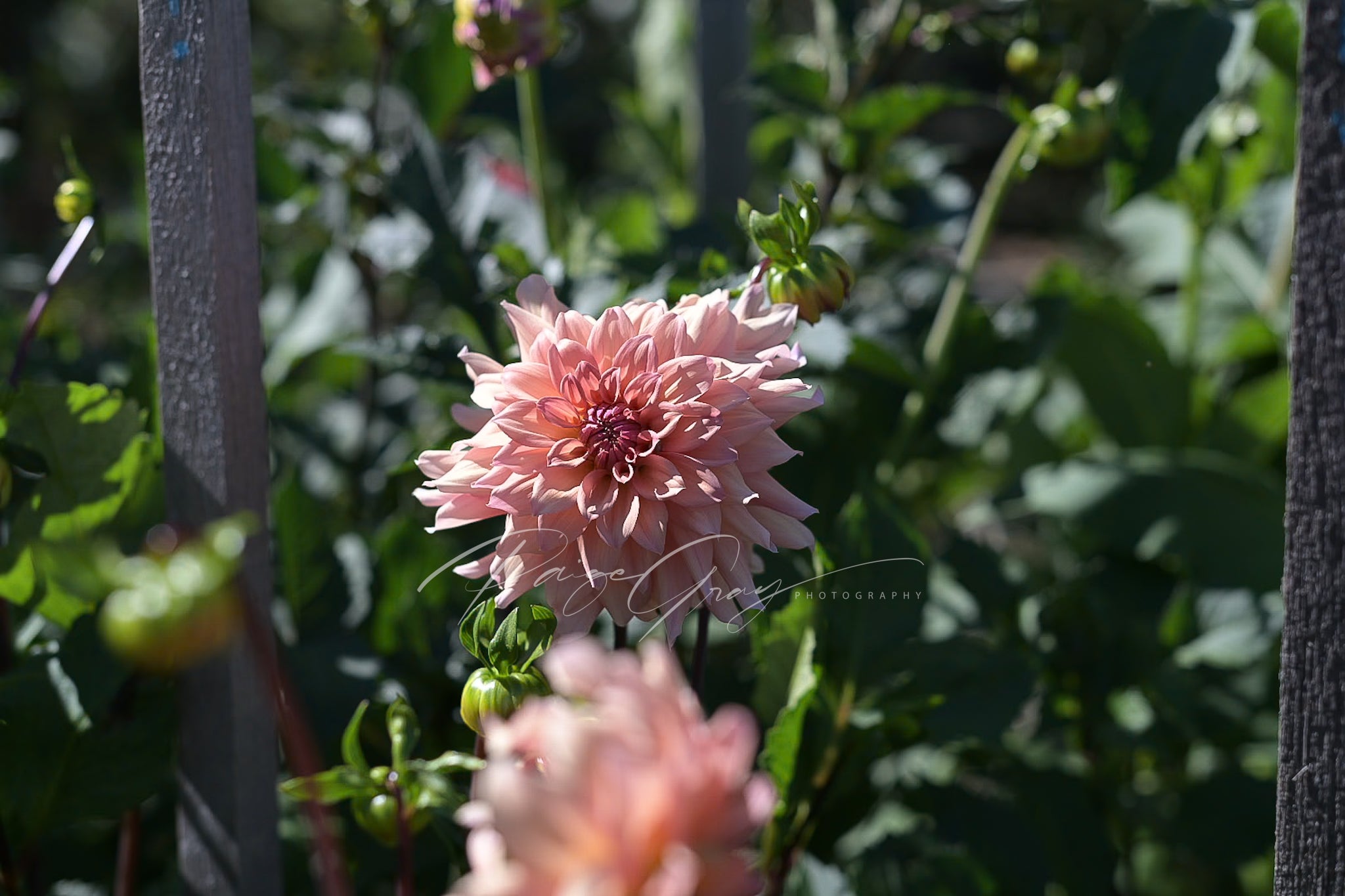 African Peach – Gwyngana Dahlias