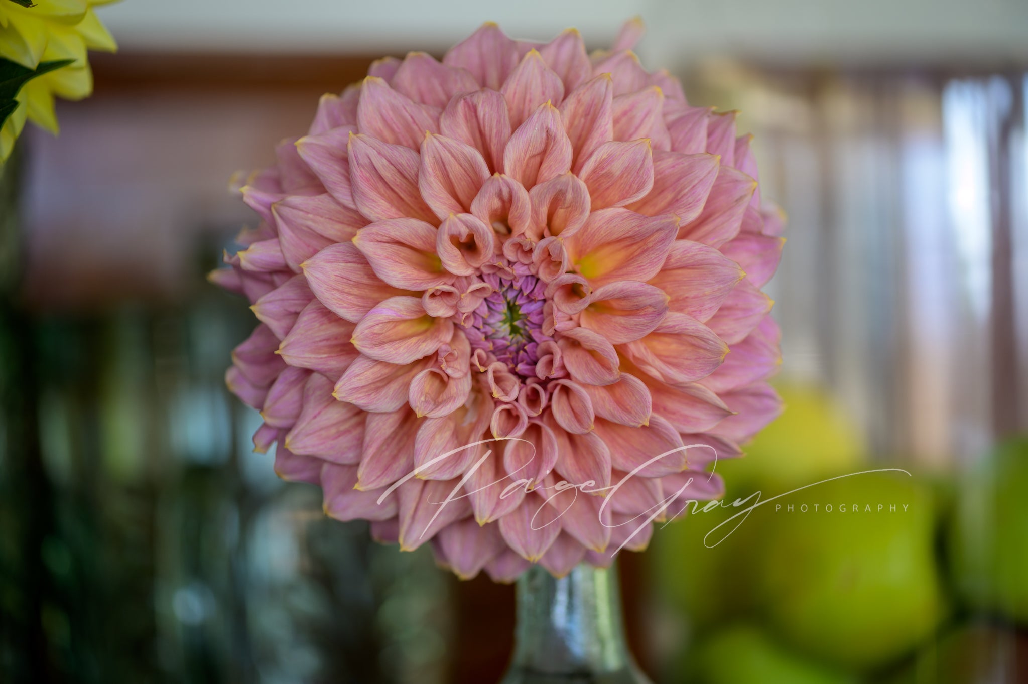 Formby Monarch - 1 per customer/household – Gwyngana Dahlias