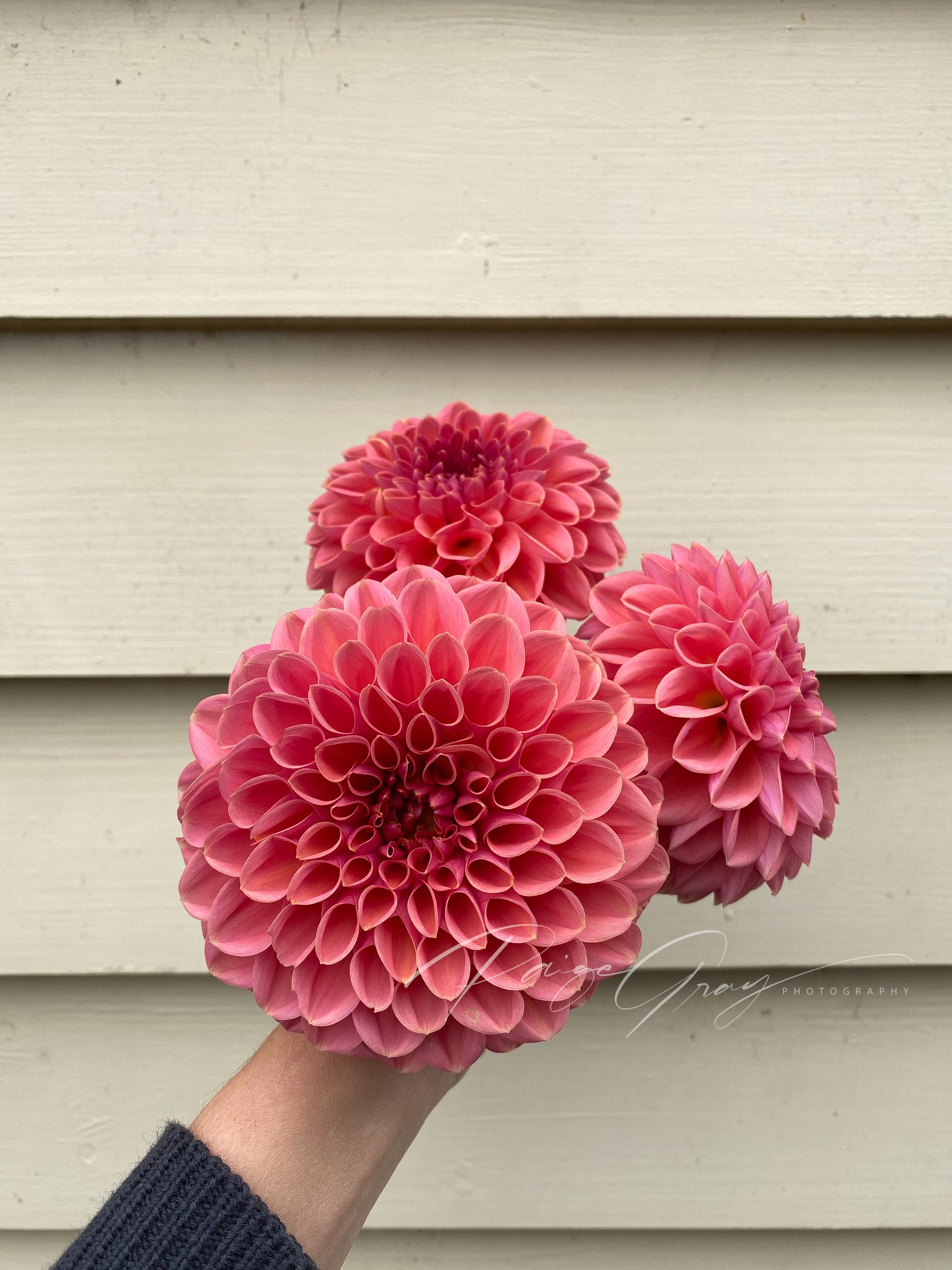 Peachy – Gwyngana Dahlias