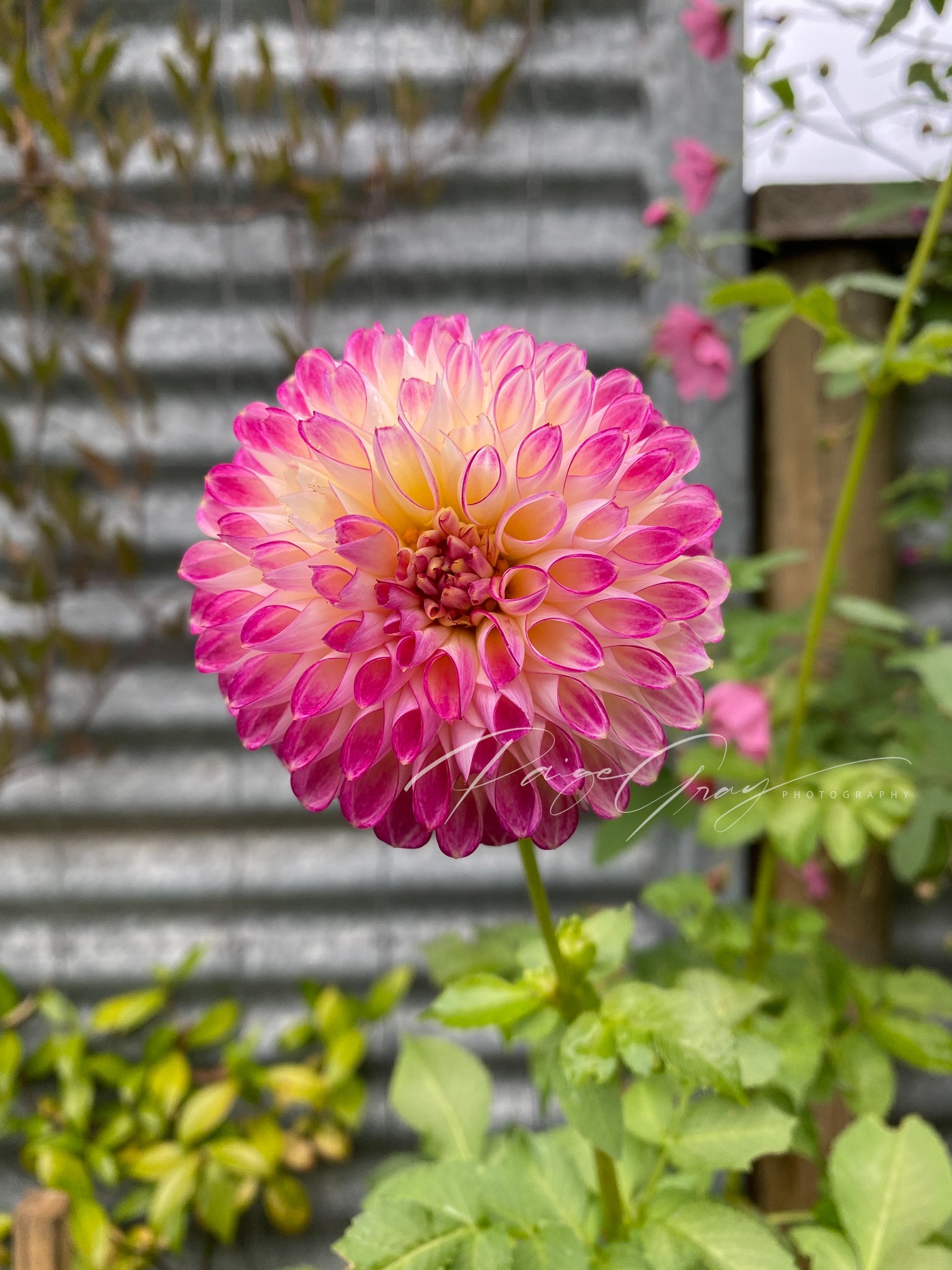 First Prize – Gwyngana Dahlias