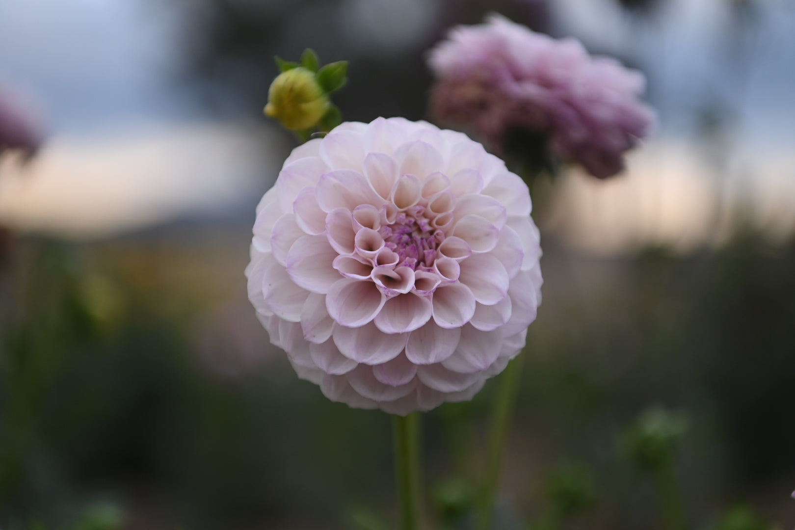 Jeff Bloom - 1 per customer/household – Gwyngana Dahlias