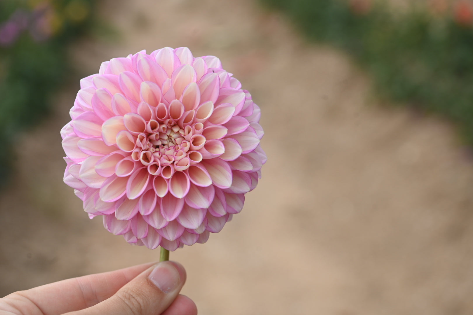 Moy Jill – Gwyngana Dahlias