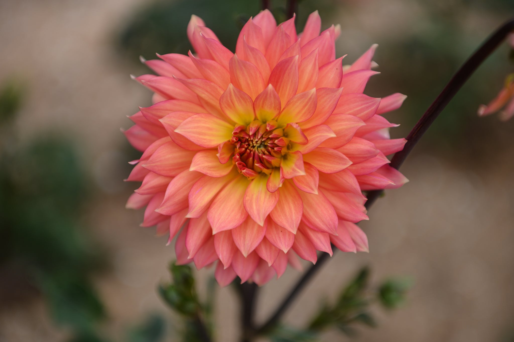 Peachy Keen - 1 per customer/household – Gwyngana Dahlias