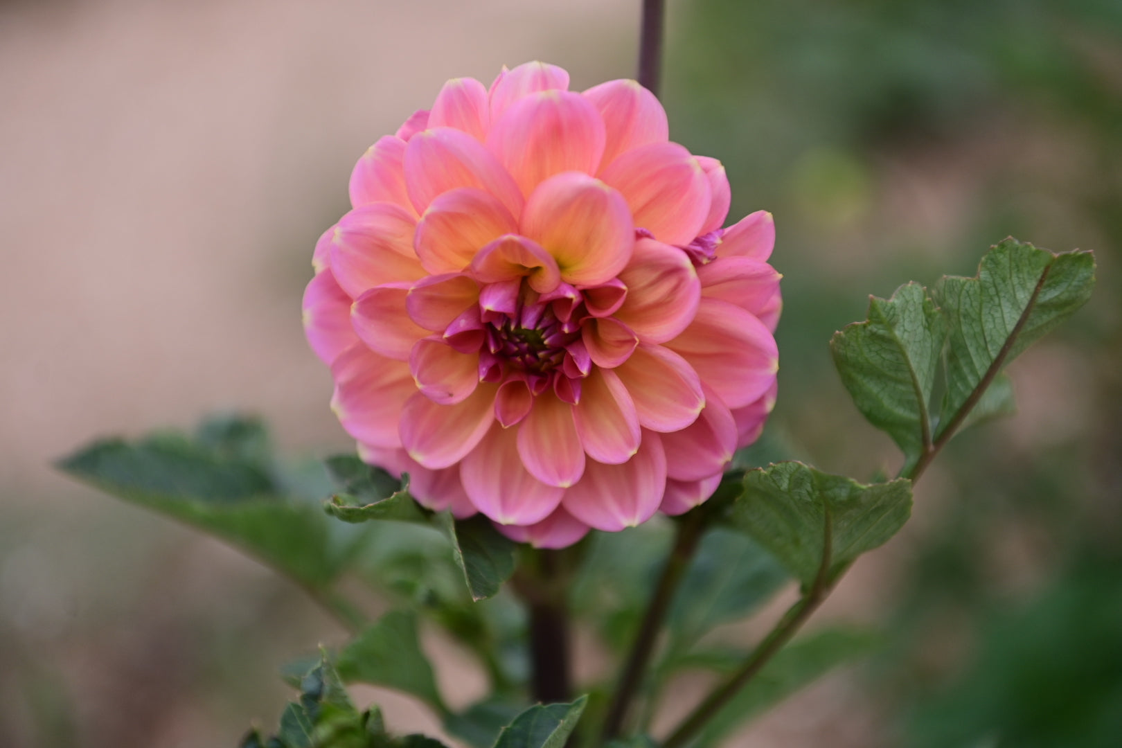 Sunny Rose – Gwyngana Dahlias